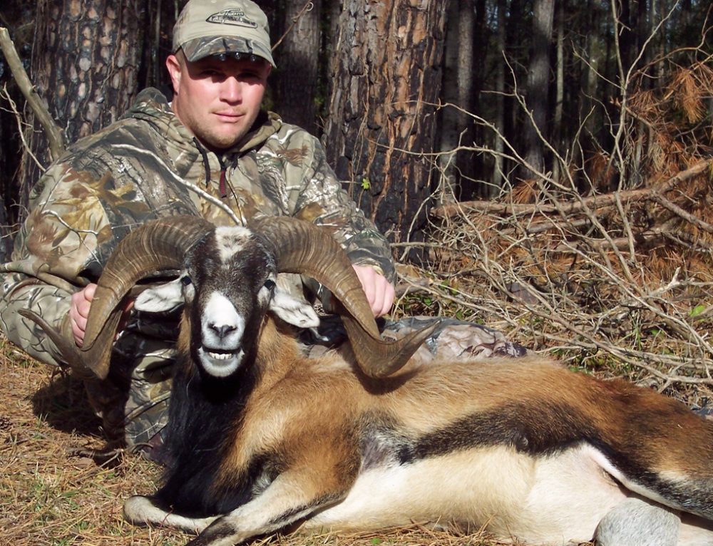Sheep hunting - Alabama Trophy Hunt